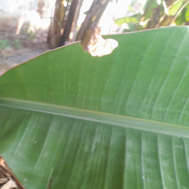 Banana tobaco caterpillar Instance Segmentation Dataset and Pre-Trained Model by Bananasegmentation2