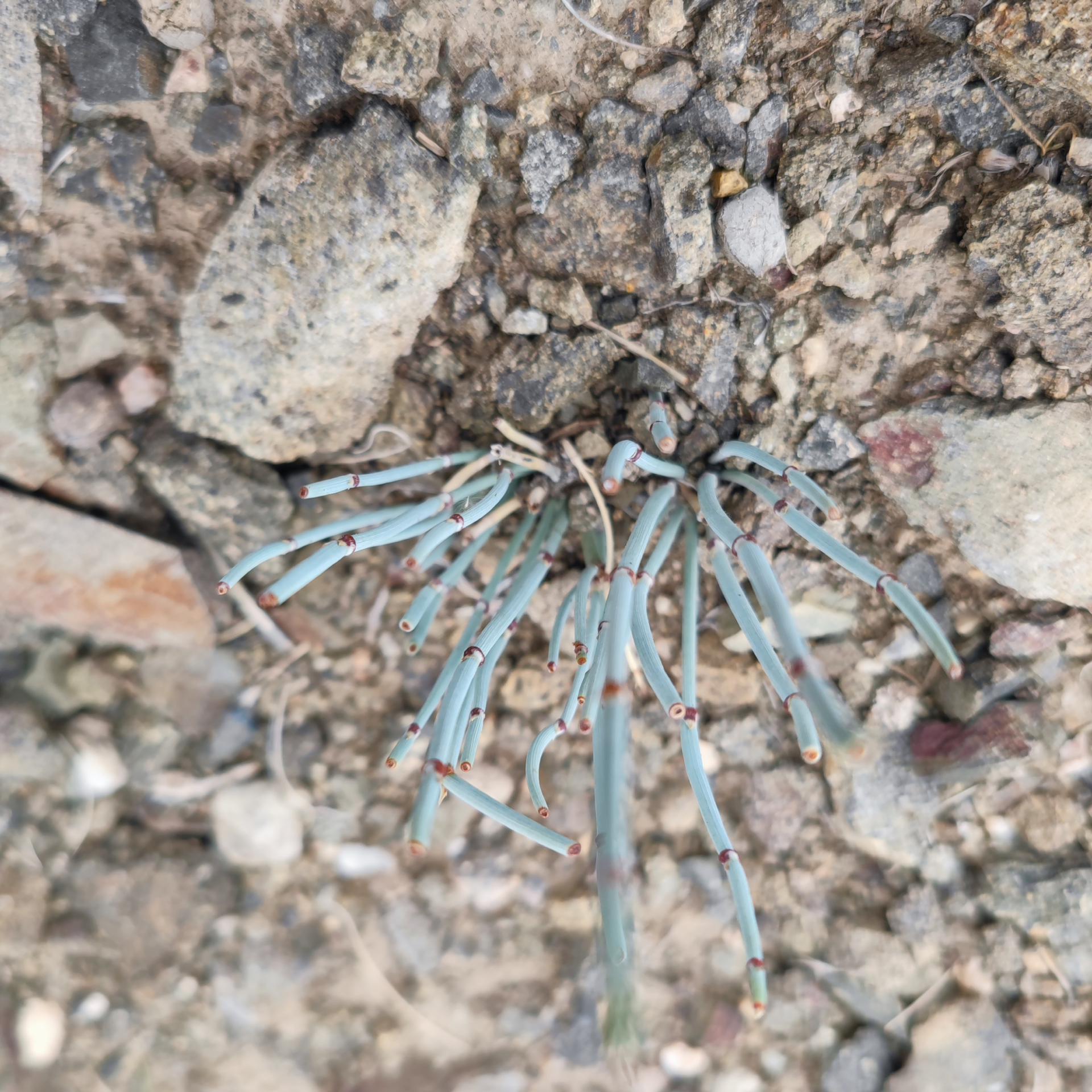 Mahuang Object Detection Dataset and Pre-Trained Model by Chinese ...