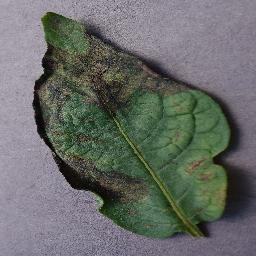 Potato Object Detection Model by ELLA