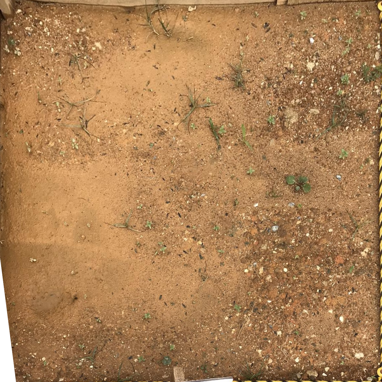 kusa Object Detection Model by Hayashi Ryuki