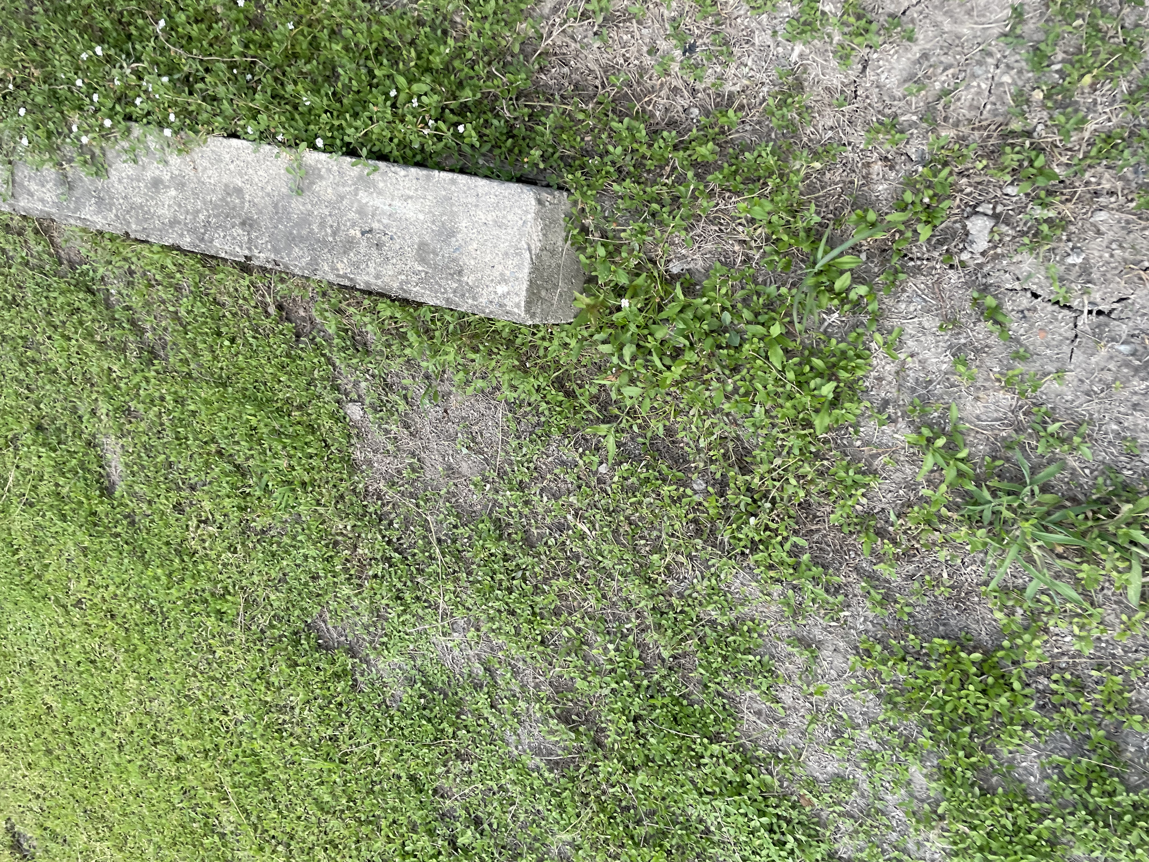 grass Object Detection Dataset by Hayashi Ryuki