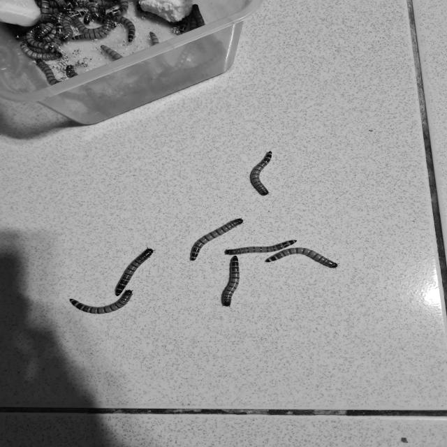 face Object Detection Dataset and Pre-Trained Model by proj