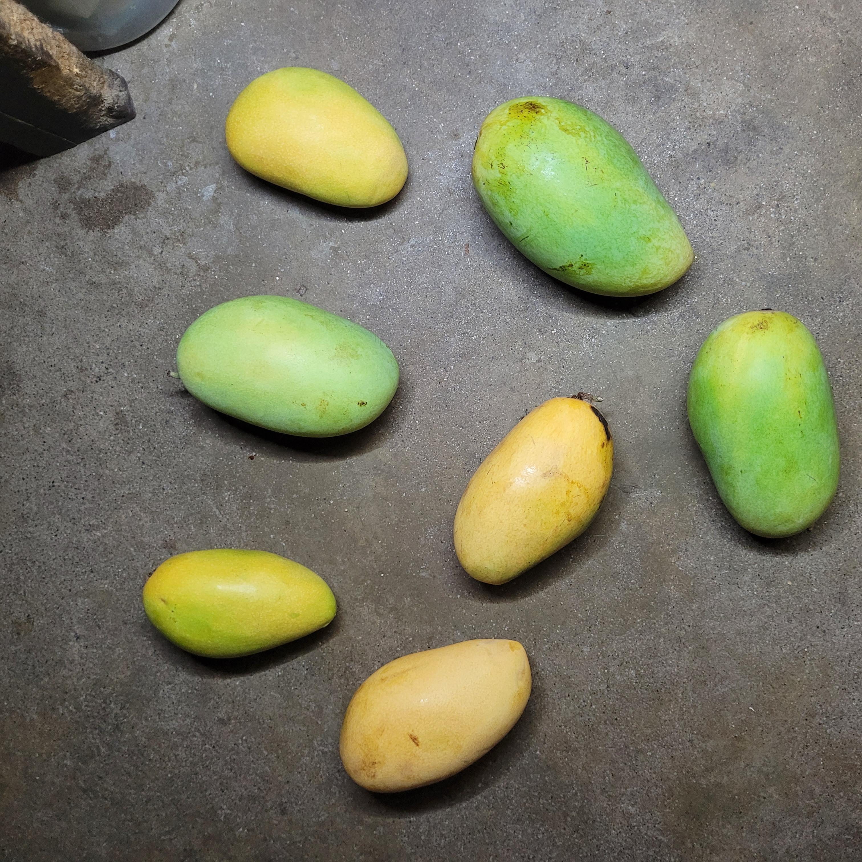 Mango Ripening Stages Object Detection Dataset and Pre-Trained Model by Fruit Trial