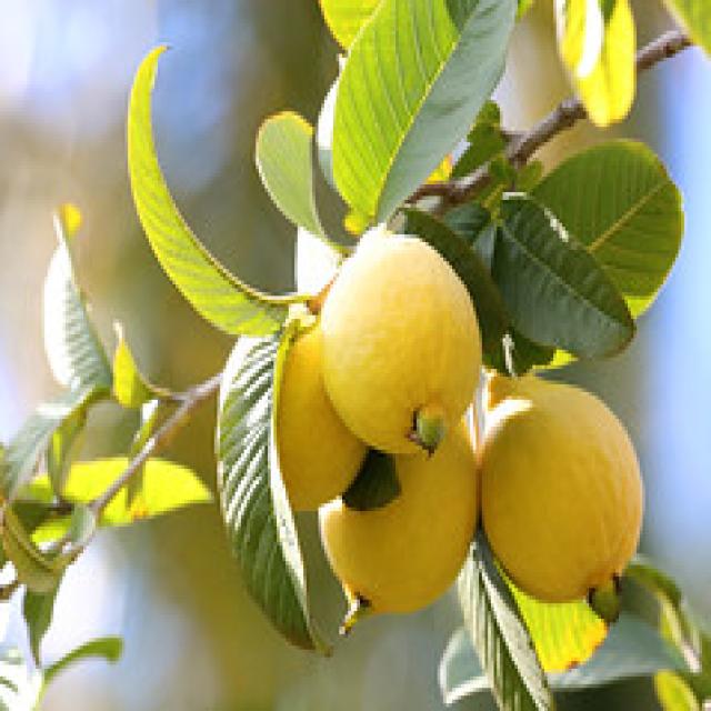 yolo v8 fruits detectionsas Object Detection Dataset by waleed anis