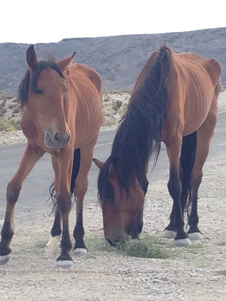 Animal Labelling Object Detection Dataset by SRMIST