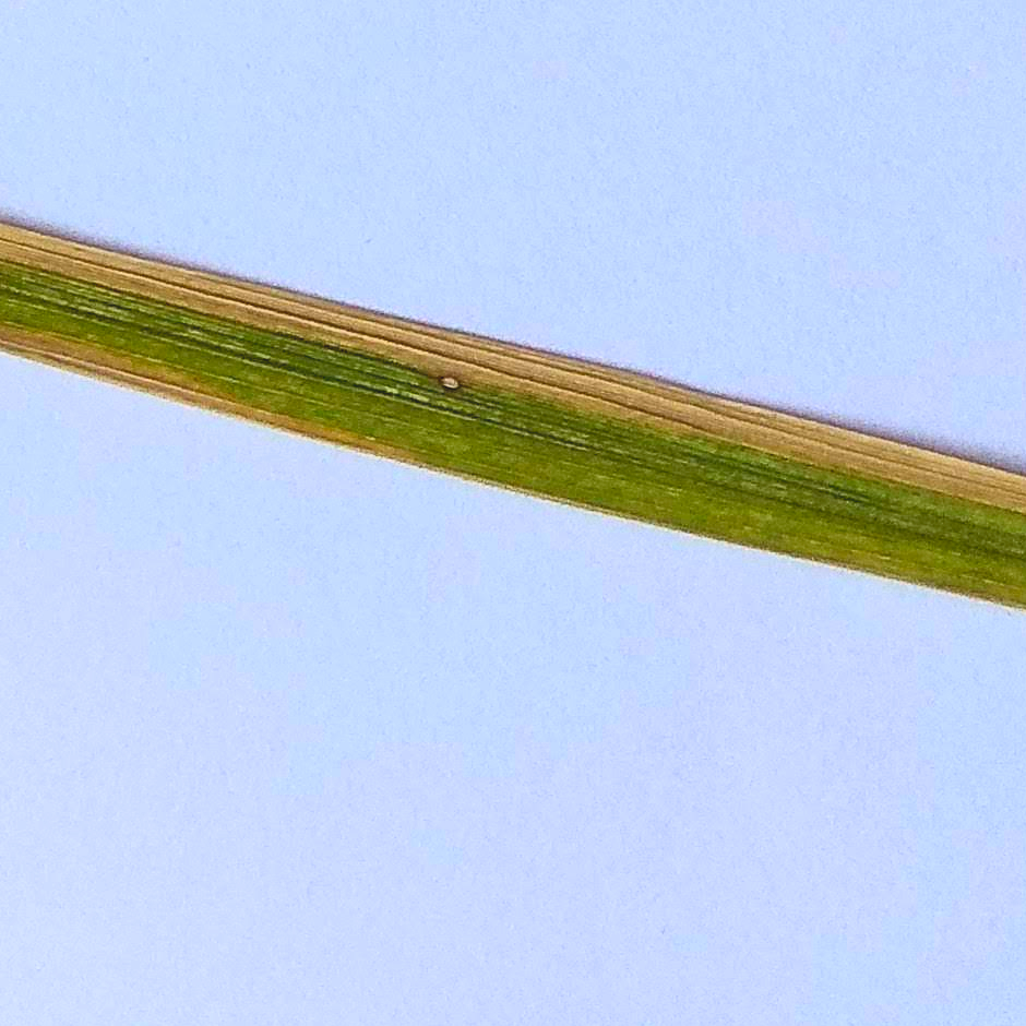 RDD Object Detection Dataset and Pre-Trained Model by ricediseasedatasetannotation