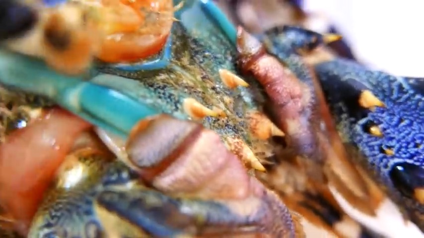 Belovedshark Object Detection Dataset by Belovedshark