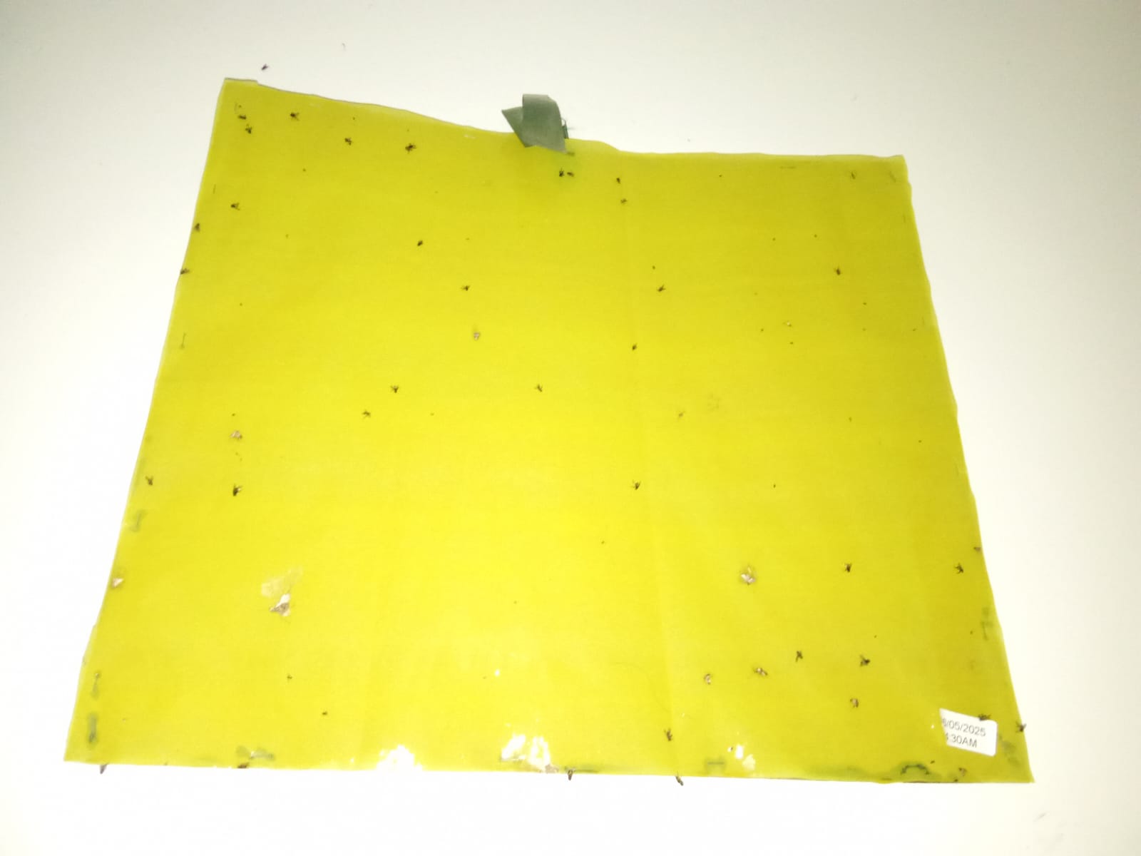 Insectosapp Object Detection Dataset By Contadorinsectos