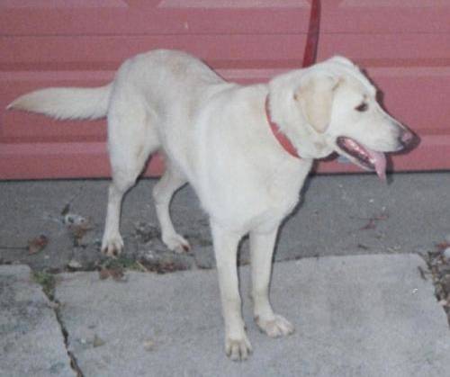 dog and cat detect Object Detection Dataset by Wa