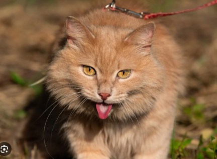 animal pose estimation Object Detection Dataset by cat