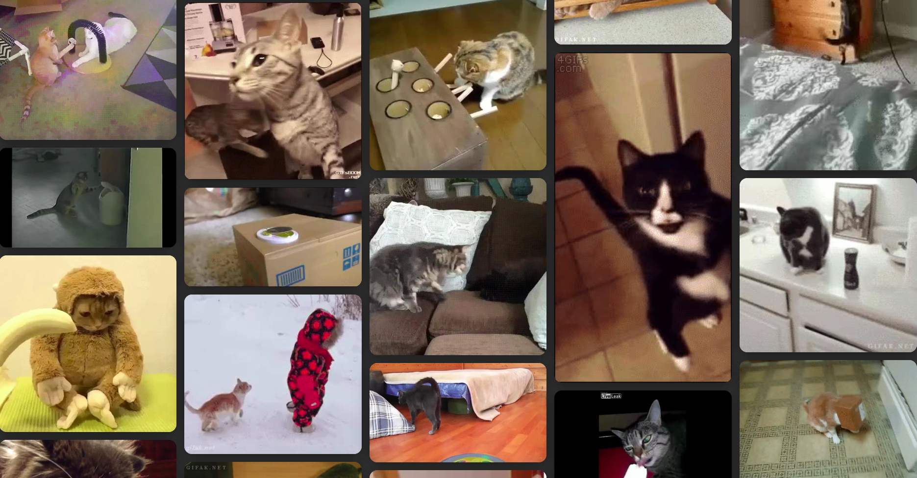 Cat Detection Computer Vision Dataset By Tony Lmpada