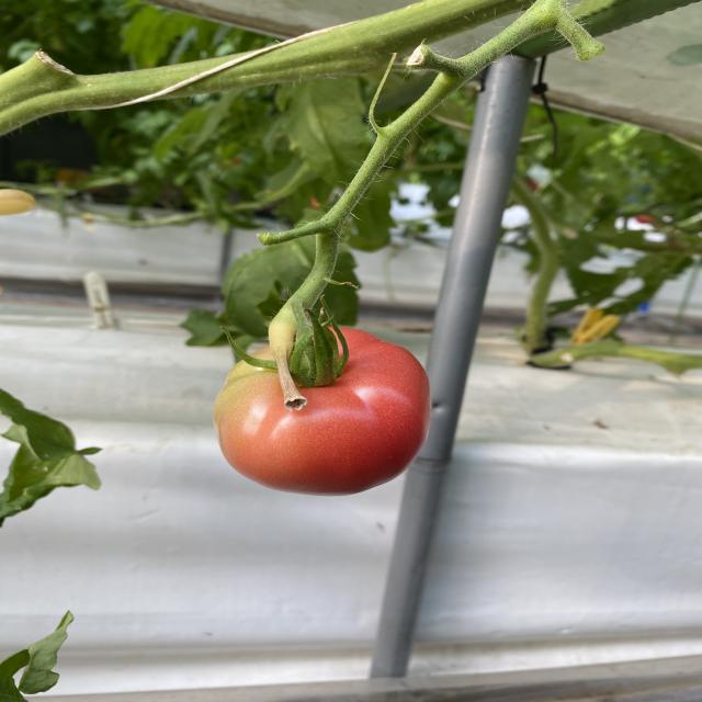 Tomato Ripeness Detection Object Detection Model by FYP FAEZ S21A0015