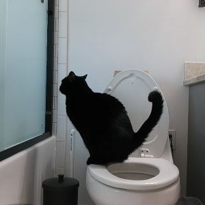 Cat Poses Object Detection Dataset and Pre-Trained Model by project-c38qf