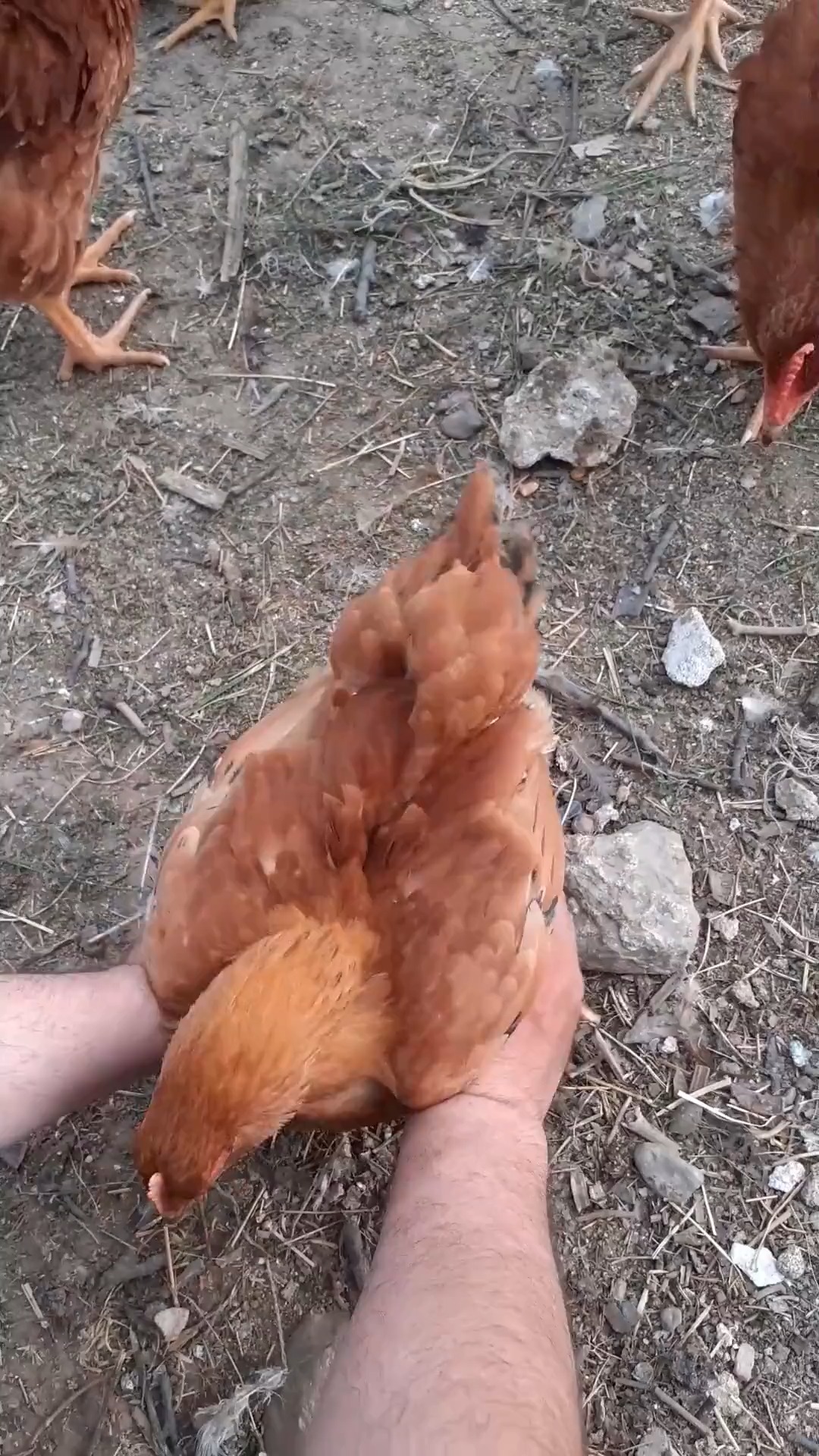 Chicken Detection Object Detection Dataset By Mohamed Traore