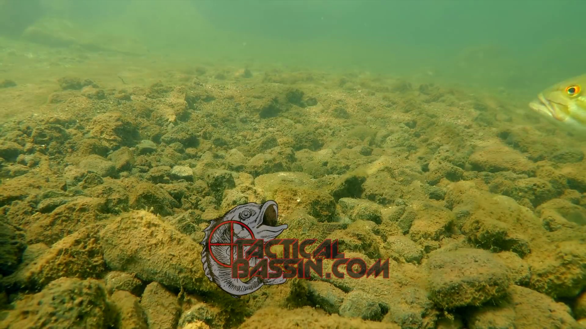 clean_water_fish_fin_detector Object Detection Dataset and Pre-Trained ...