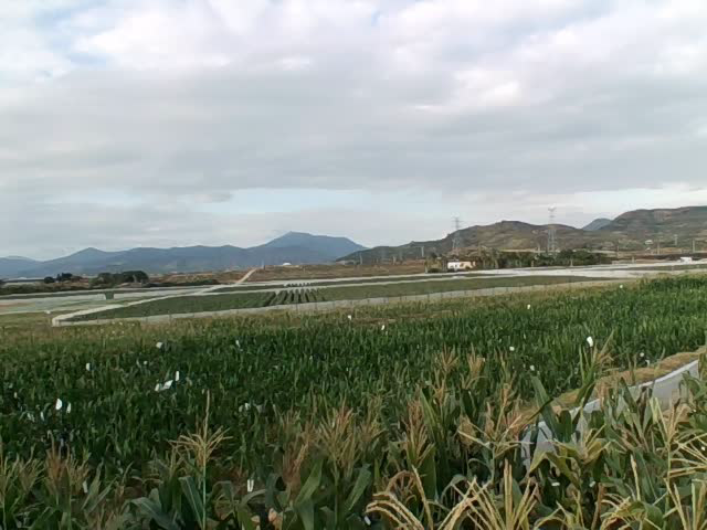 Maize_Plant_Architecture Instance Segmentation Dataset by earphenotypingpolygon