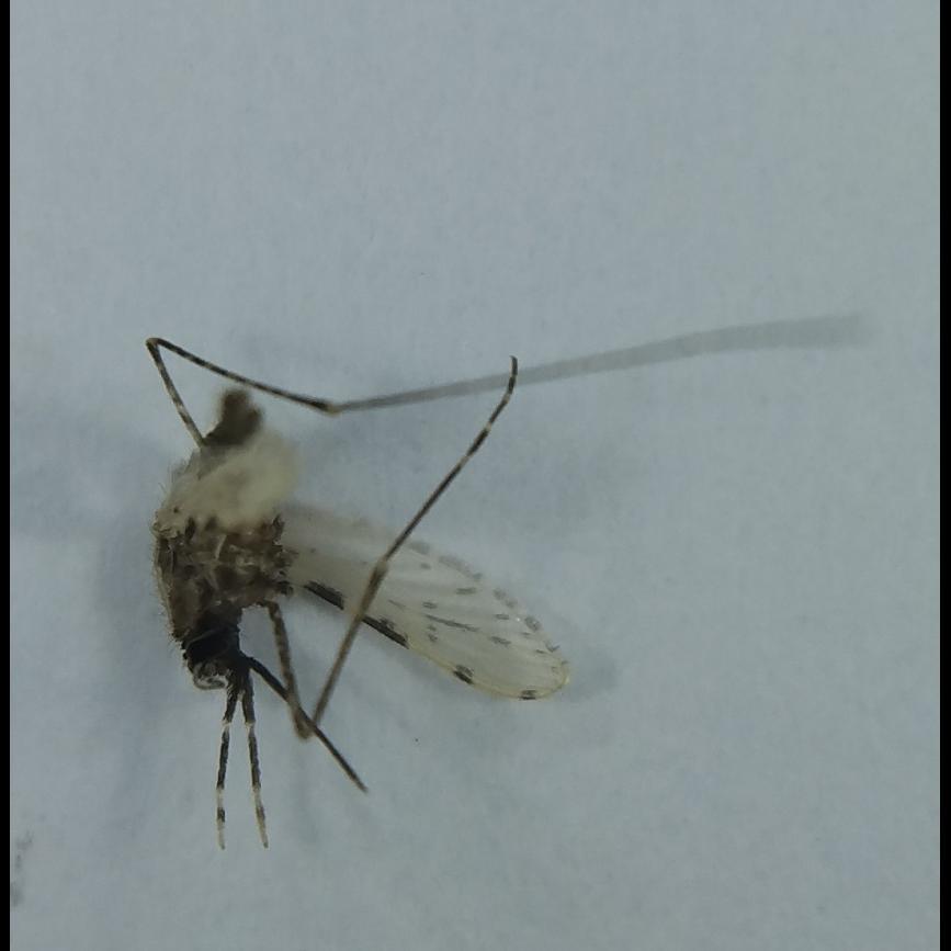 Stephesi Crop Object Detection Dataset By Mosquitoes