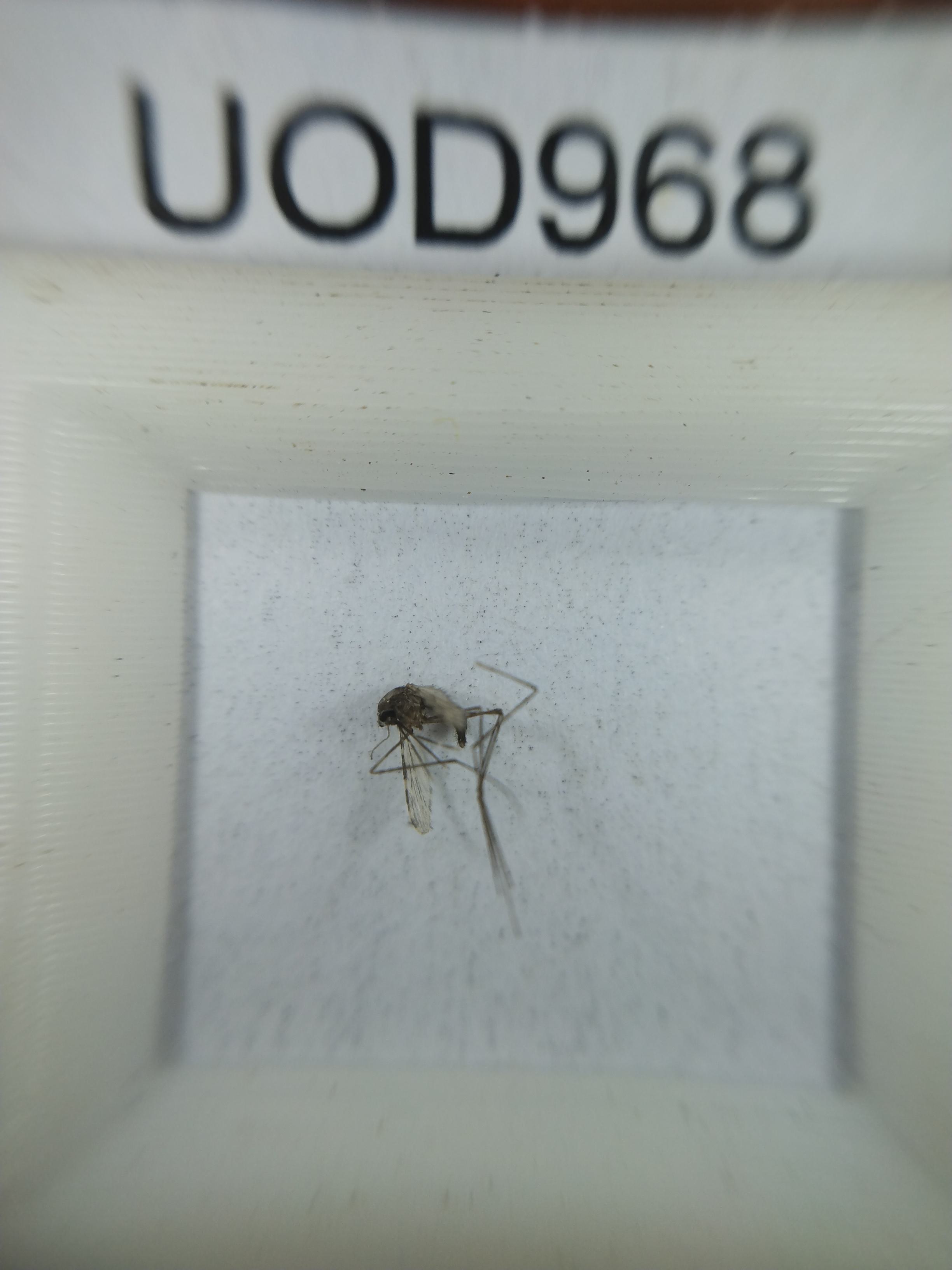 Visual Verification Classification Dataset by mosquitoes