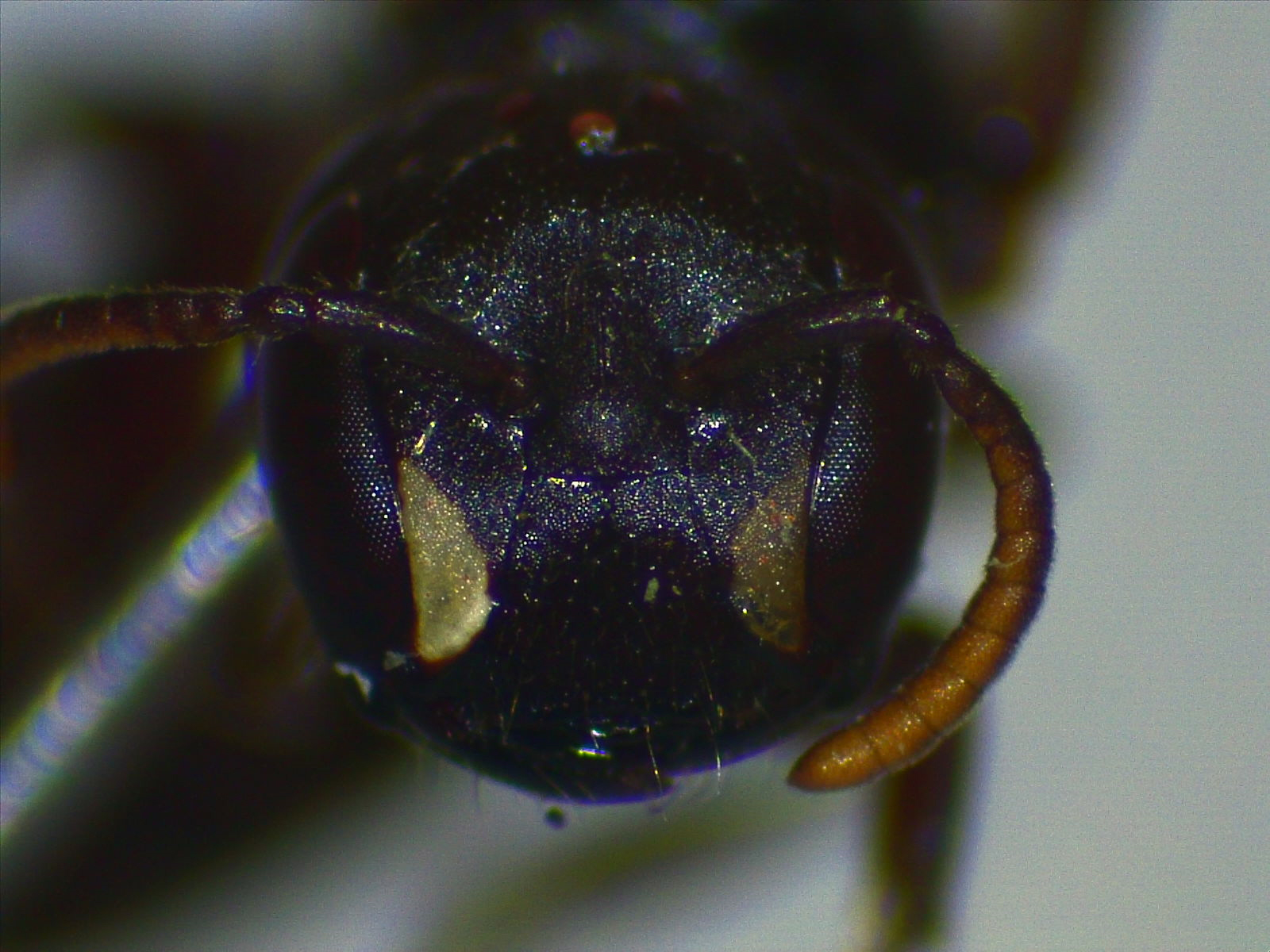 Wasps (wasps-qhsj9) - Roboflow Universe