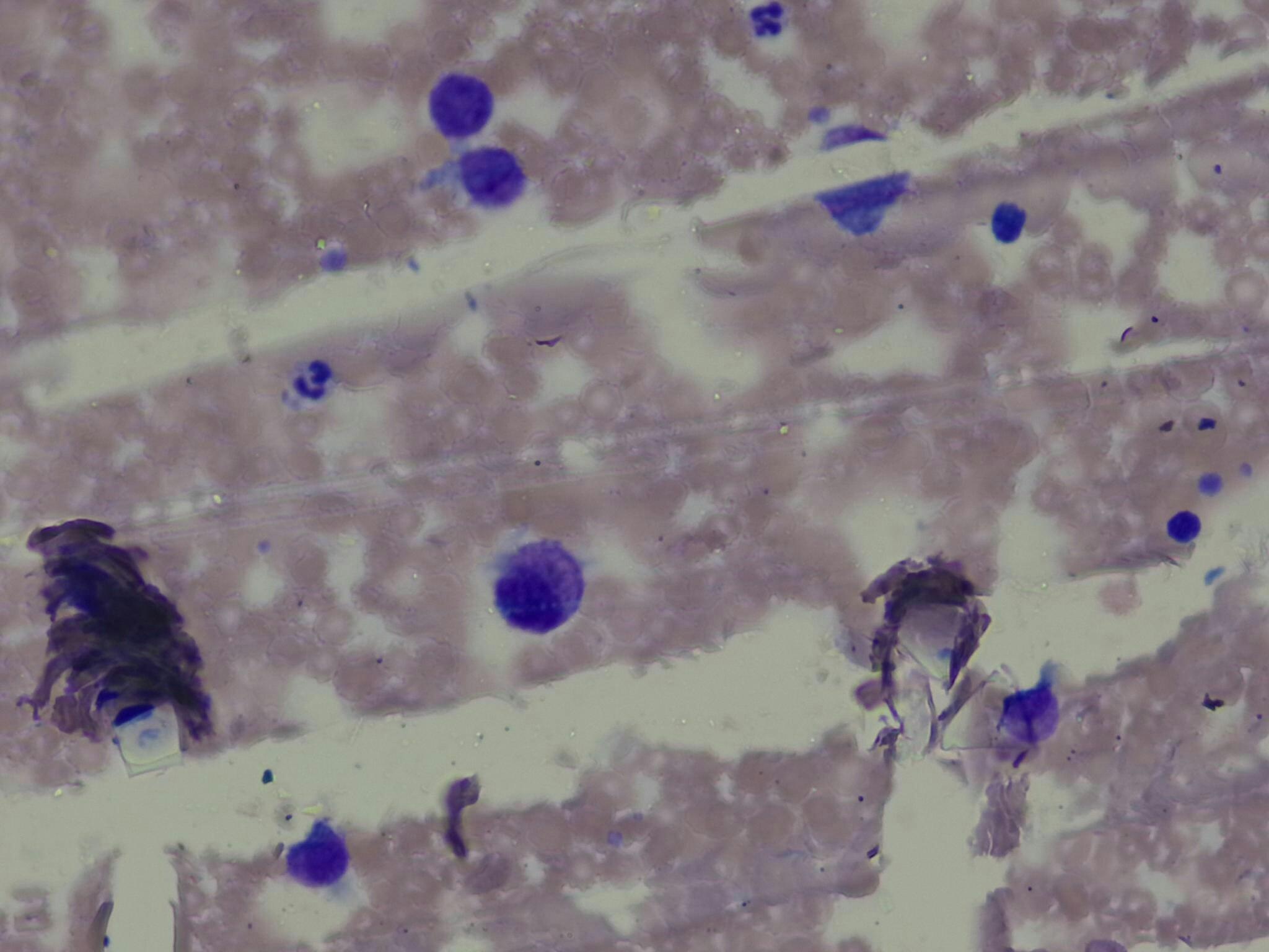 YOLO v8 (Instance segmentation) (2024.03) Instance Segmentation Model by Grisha S