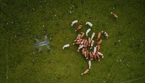 Animals_yolo Object Detection Dataset and Pre-Trained Model by modelY