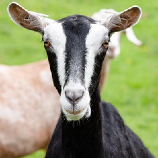 Goat Models Object Detection Model by Object Detection