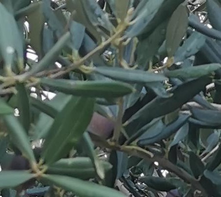 Olive Object Detection Dataset and Pre-Trained Model by Smart Ramp