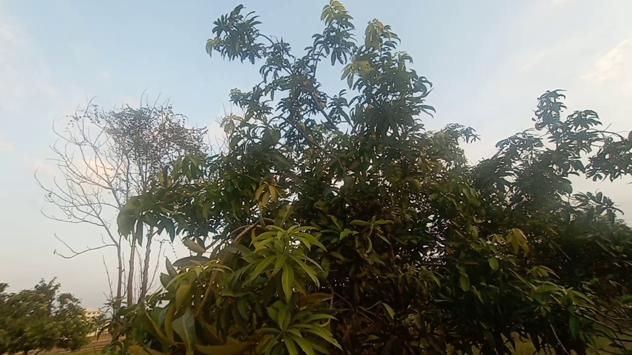 Large Mango Object Detection Dataset By Levi