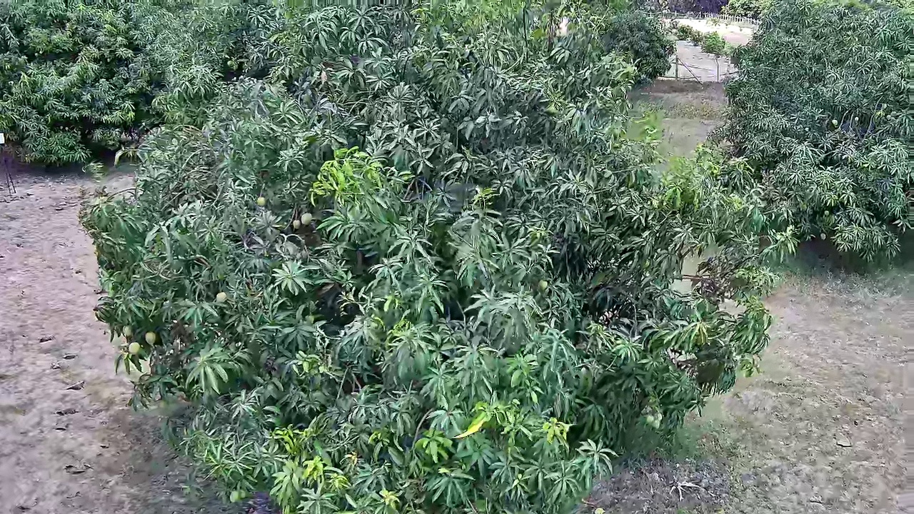 Mango Fruit Object Detection Dataset By Levi