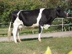 Cow Neck (Segment) Instance Segmentation Dataset and Pre-Trained Model by Mechtronics Image ...