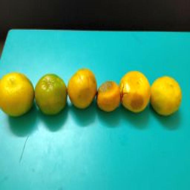 Fruit Detection Object Detection Dataset By Nextin