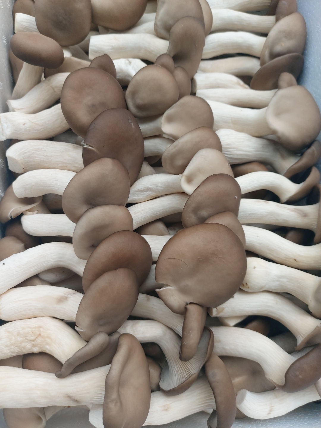 neuta Object Detection Dataset by curry