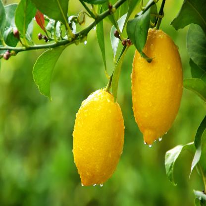 lemon Object Detection Dataset by curry