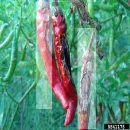 chilli Object Detection Dataset by curry