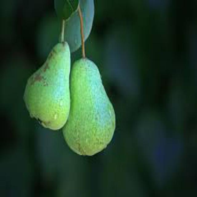 Pear Object Detection Dataset By Curry