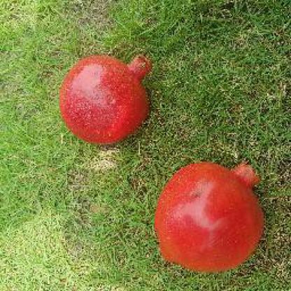 pomegranate Object Detection Dataset by curry