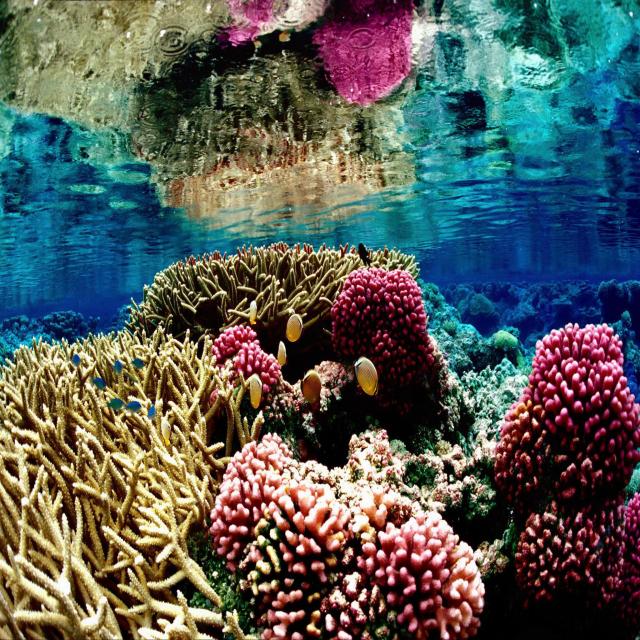 Coral Imaging Object Detection Dataset by Coral Imaging