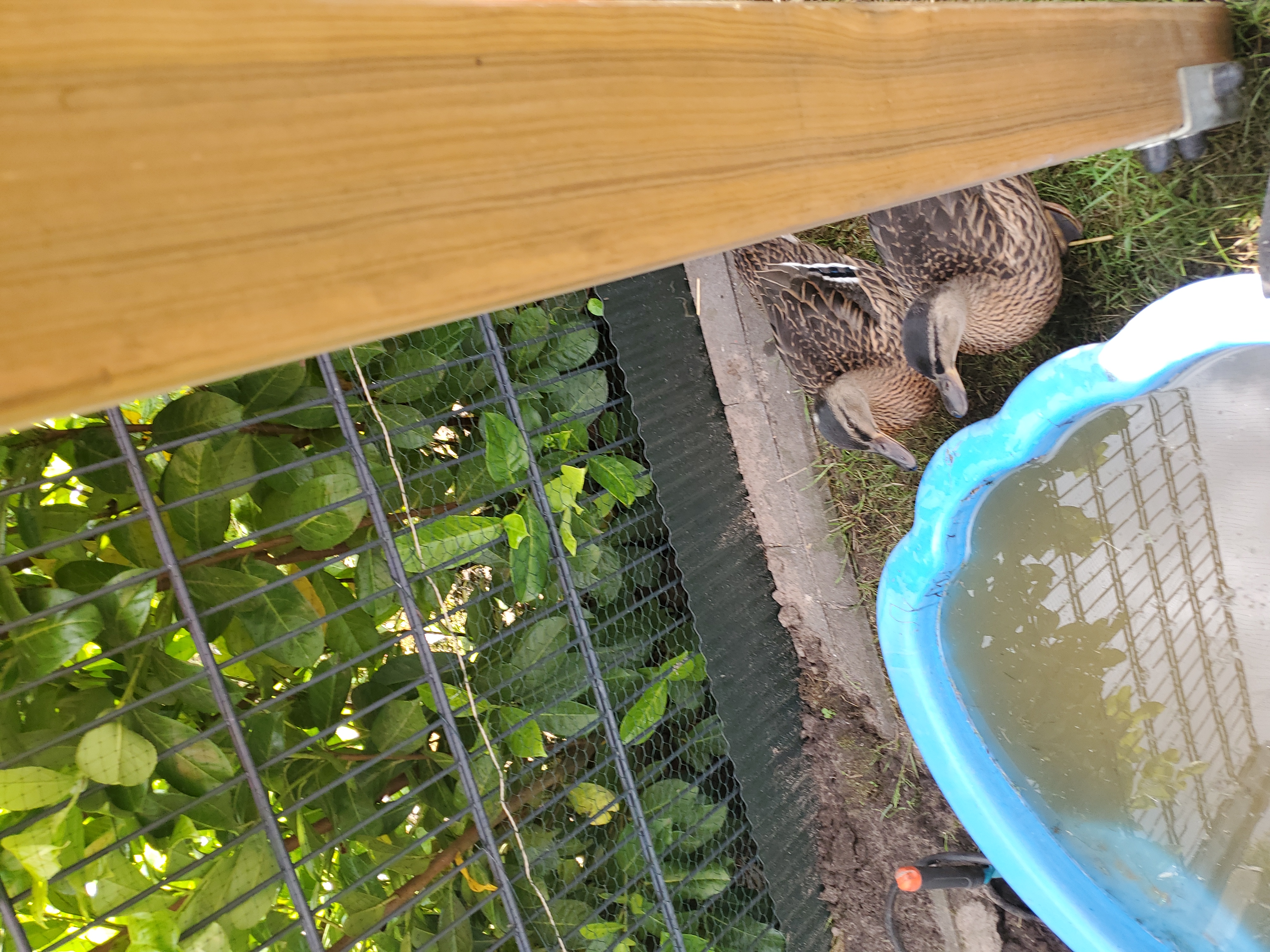 Duck Object Detection Model by AI