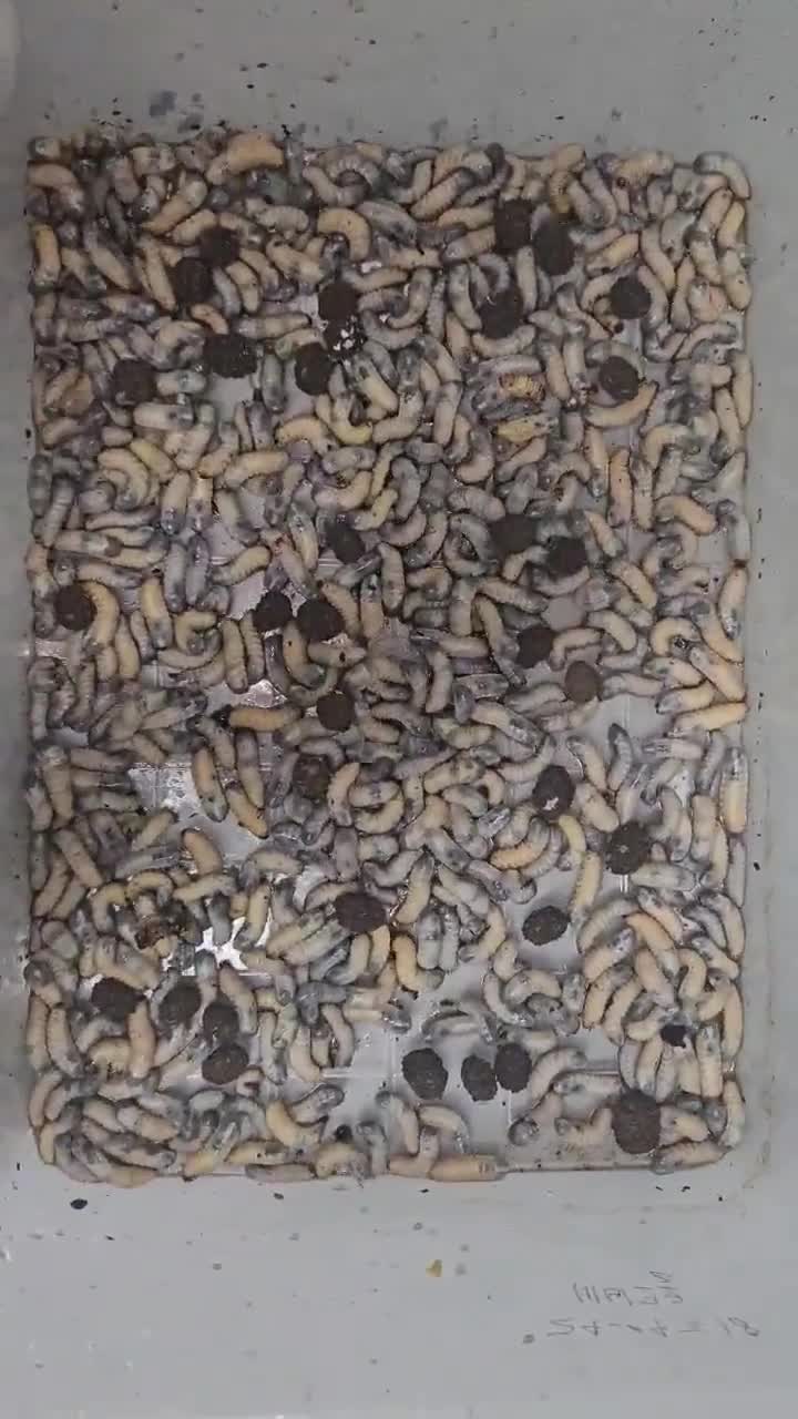 worm_disease track Object Detection Dataset by sangeun jo