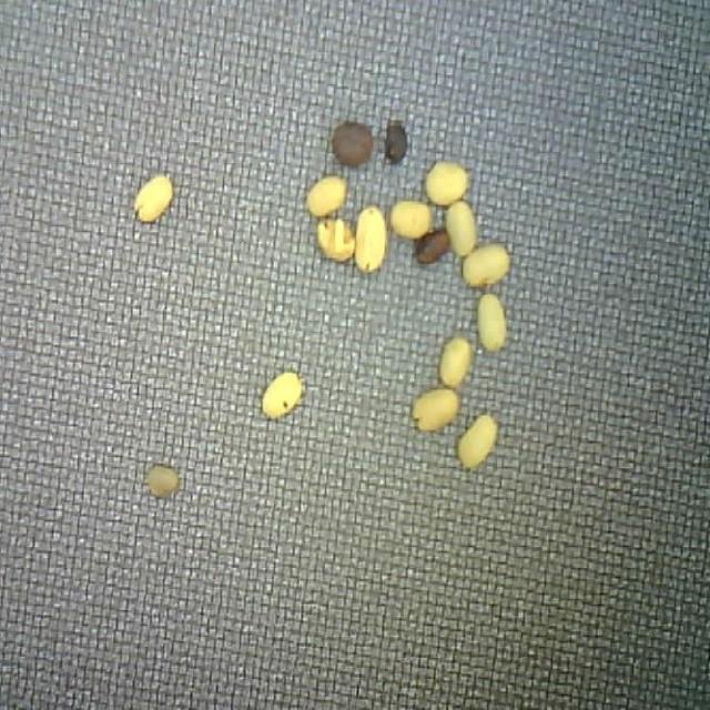 cafe-pergamino Object Detection Model by Proyectos