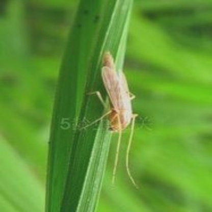 Rice-gall-midge Object Detection Model by Naneng