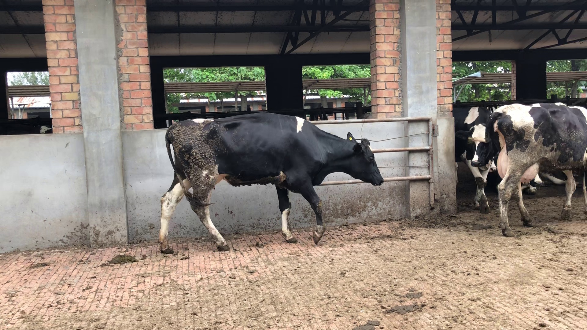 cow Object Detection Dataset by Keith Fernandes