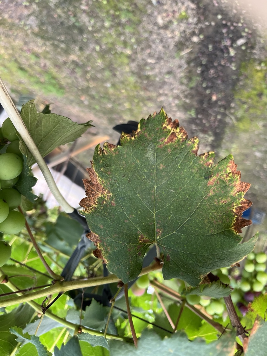 grapeleaf - Roboflow Universe