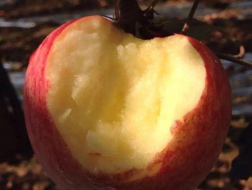 Manzanas-ABB-Final Object Detection Model by Cristian Aliaga