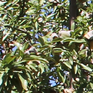 Fruits Instance Segmentation Model by Bounding Box fruits