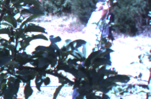 Fruits_classification Instance Segmentation Dataset and Pre-Trained Model by Bounding Box fruits