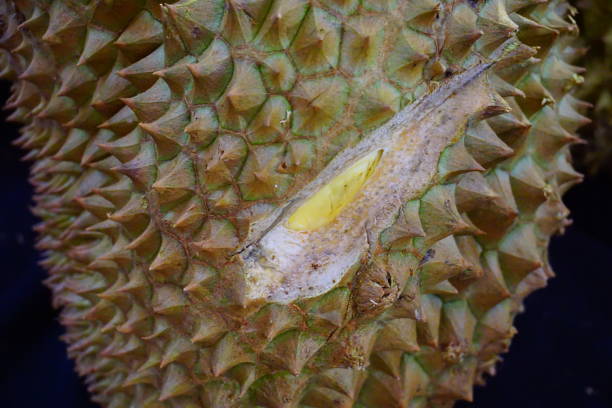 durian Object Detection Dataset by project