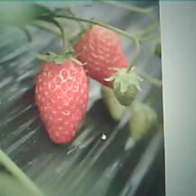 Object detection study Object Detection Dataset by Fruit Detection