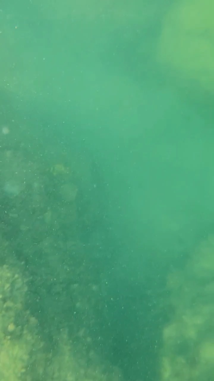 Coral Reefs Object Detection Dataset by Reeflify