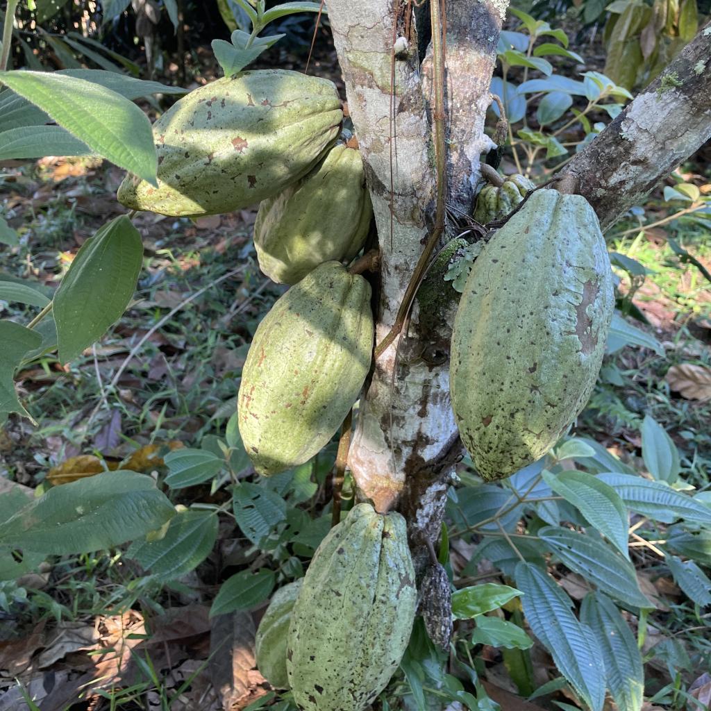 CACAO V2 Object Detection Model by CERCA V2